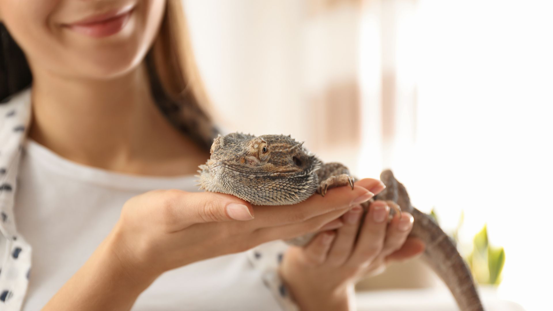 Vet Near Me Wayne, PA 19087 | Radnor Veterinary Hospital