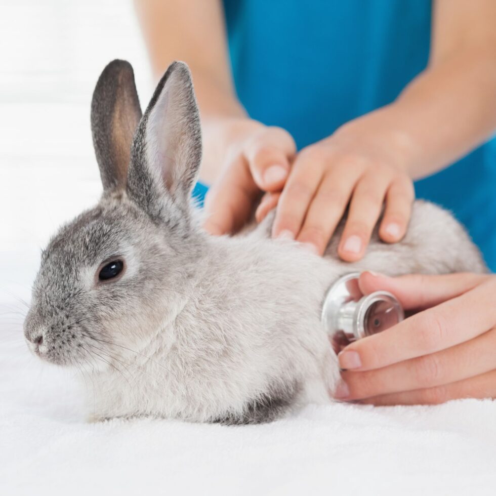 Trusted Vet Hospital in Wayne, PA | Radnor Veterinary Hospital