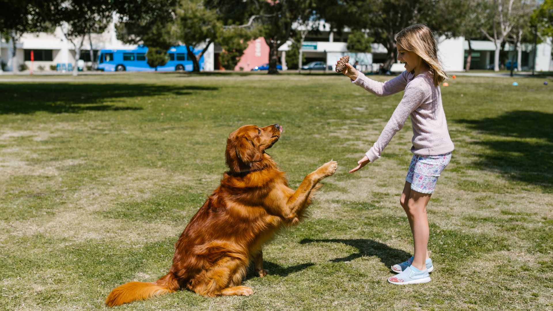 The Radnor Dog Club | Radnor Veterinary Hospital
